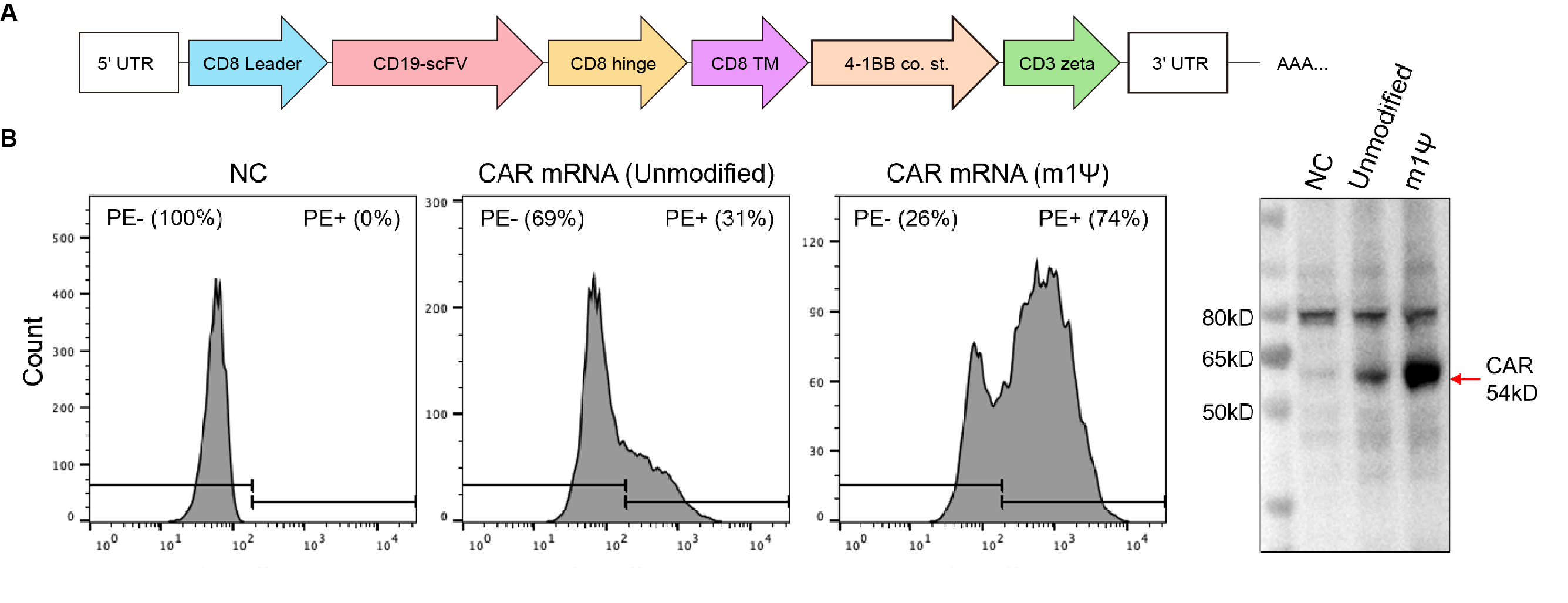 IVT mRNA | ベクタービルダー